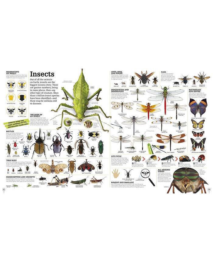 Barnes & Noble Picturepedia, Second Edition- An Encyclopedia on Every ...