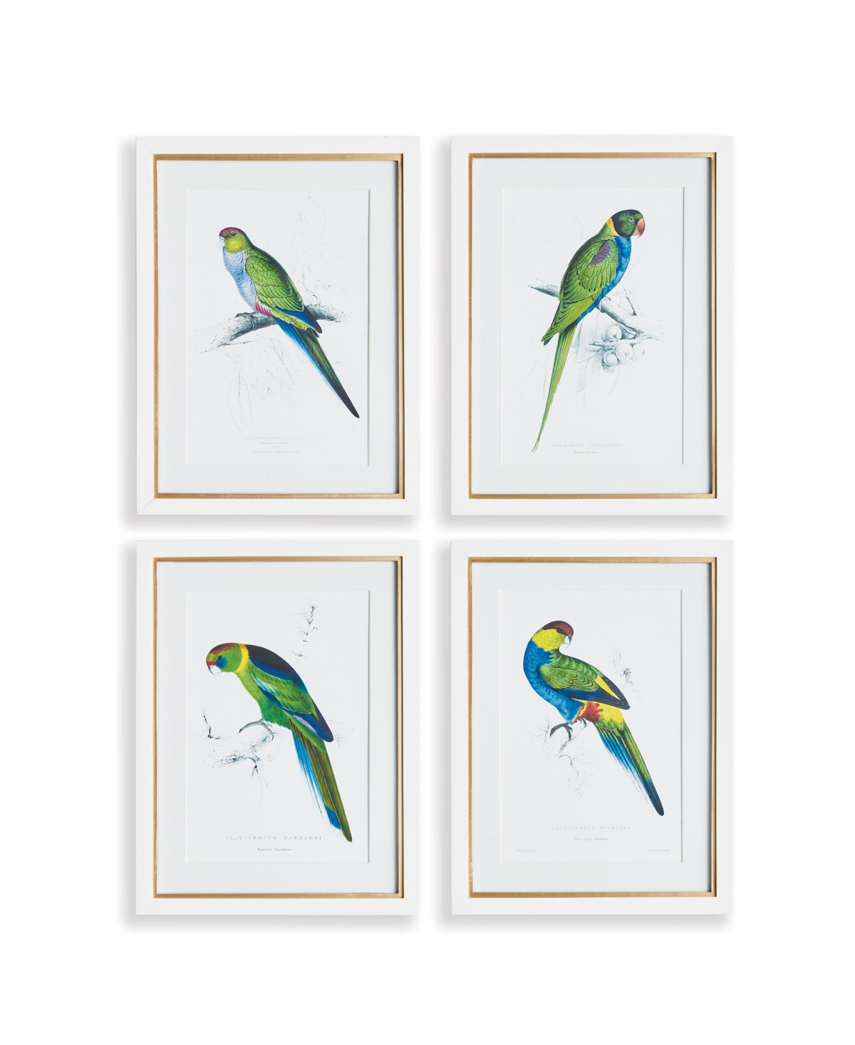 Click here for Colorful Parrots Prints St/4 - Green prices