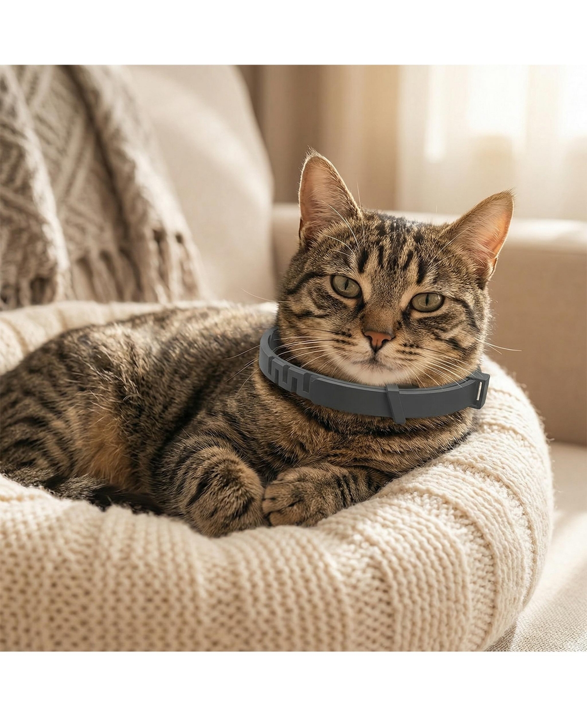 Click here for Zeus & Ruta Premium Cat Calming Collars - Set of 6... prices
