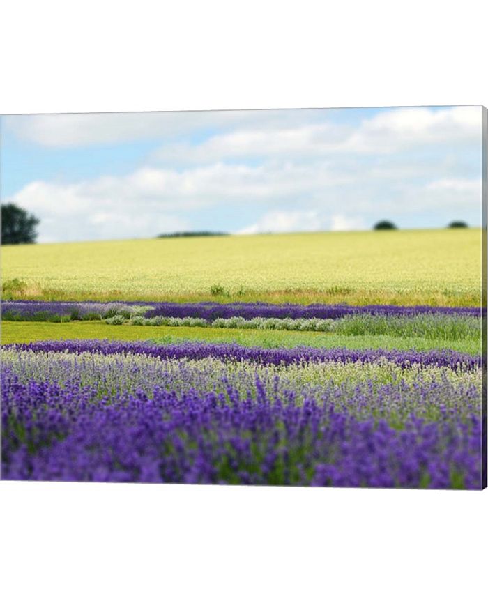Metaverse English Lavender Field 2 By Toula Mavridou-Messer Canvas Art ...