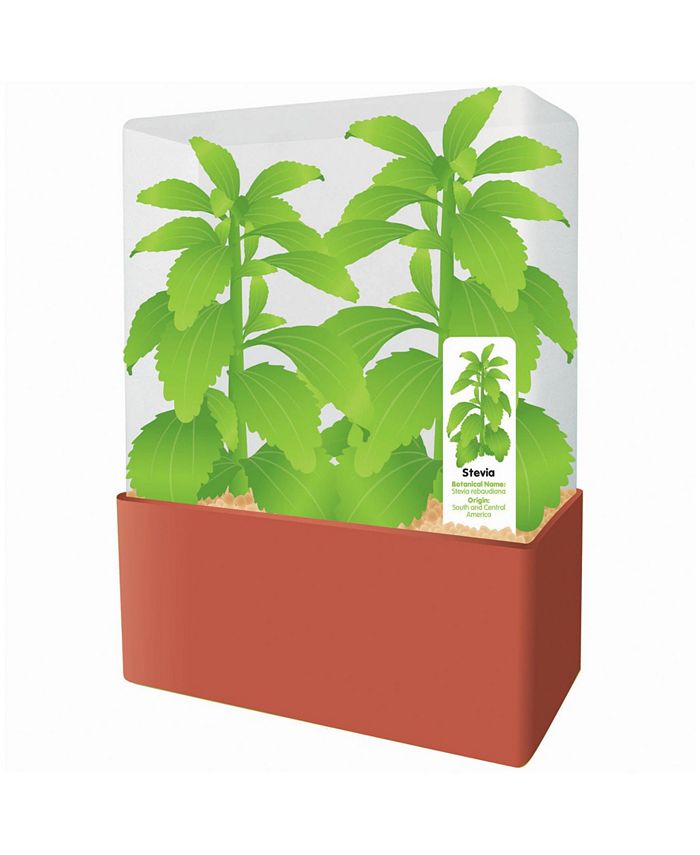 DuneCraft Sweet Leaf Plant Kit - Macy's