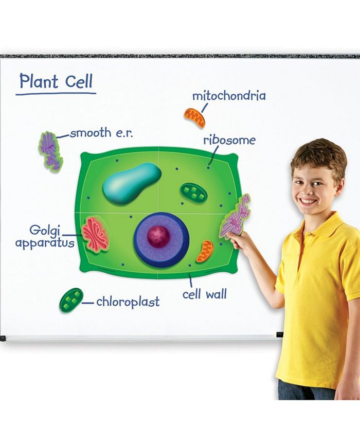 Learning Resources Giant Magnetic Plant Cell - Macy's