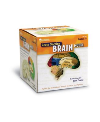Learning Resources Cross-Section Human Brain Model - Macy's
