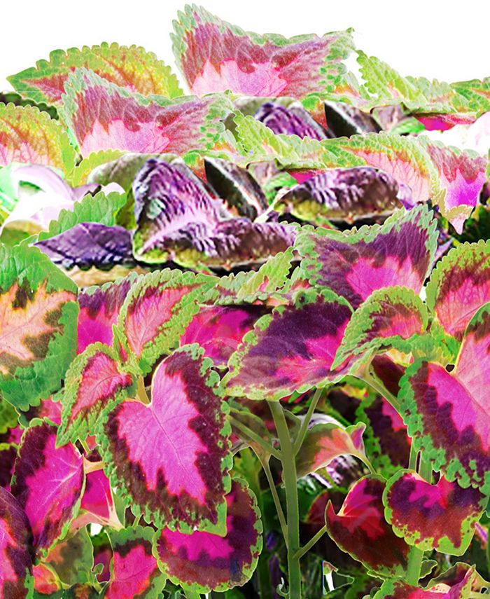 Macy's AeroGarden Colorful Coleus 6-Pod Seed Kit - Macy's