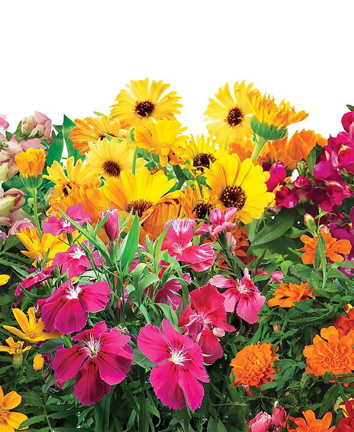 AeroGarden Incredible Edibles 6-Pod Seed Kit - Macy's