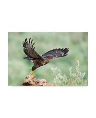 E Amer 'A Hawk' Canvas Art - 24" x 2" x 16" - Macy's