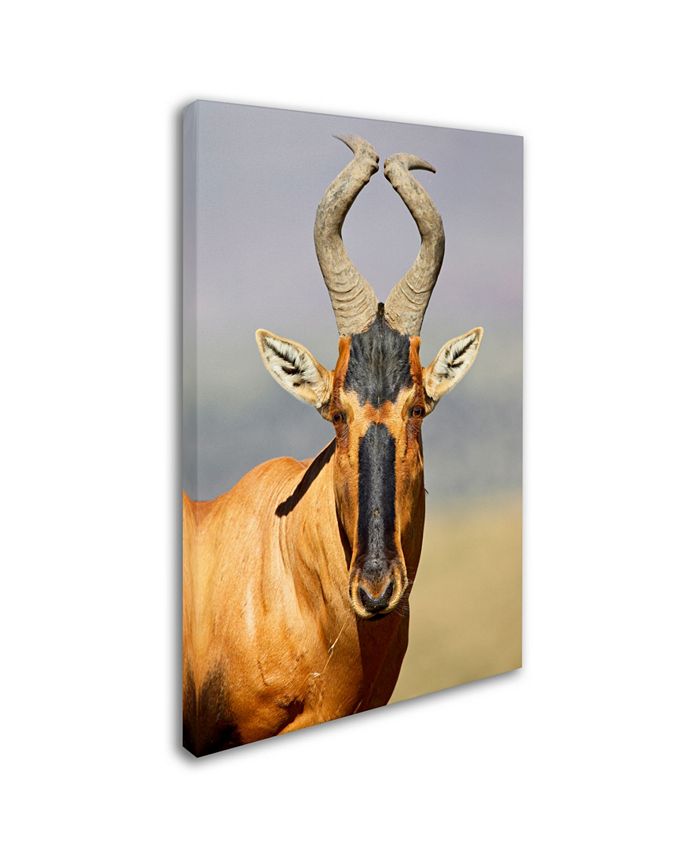 Trademark Global Robert Harding Picture Library 'Animals 105' Canvas ...