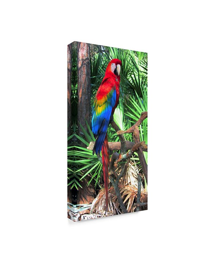 Trademark Global Robert Michaud 'Macaw' Canvas Art - 10" x 19" x 2 ...