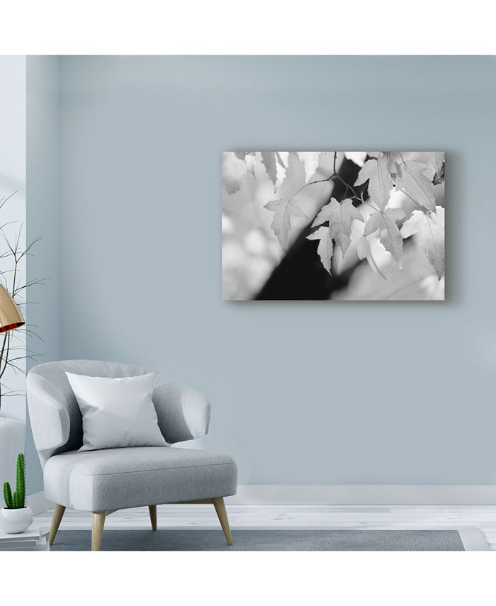 Trademark Global Nicholas Bell Photography 'Leaves And Light' Canvas ...