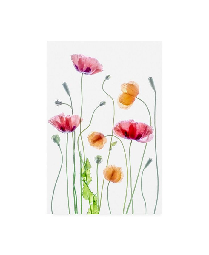 Trademark Global Mandy Disher Poppies Orange and Pink Canvas Art - 20 ...