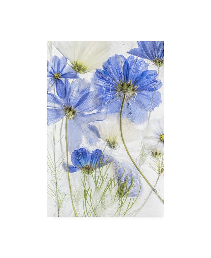 Trademark Global Mandy Disher Cosmos Blue Floral Canvas Art - 37" x 49 ...