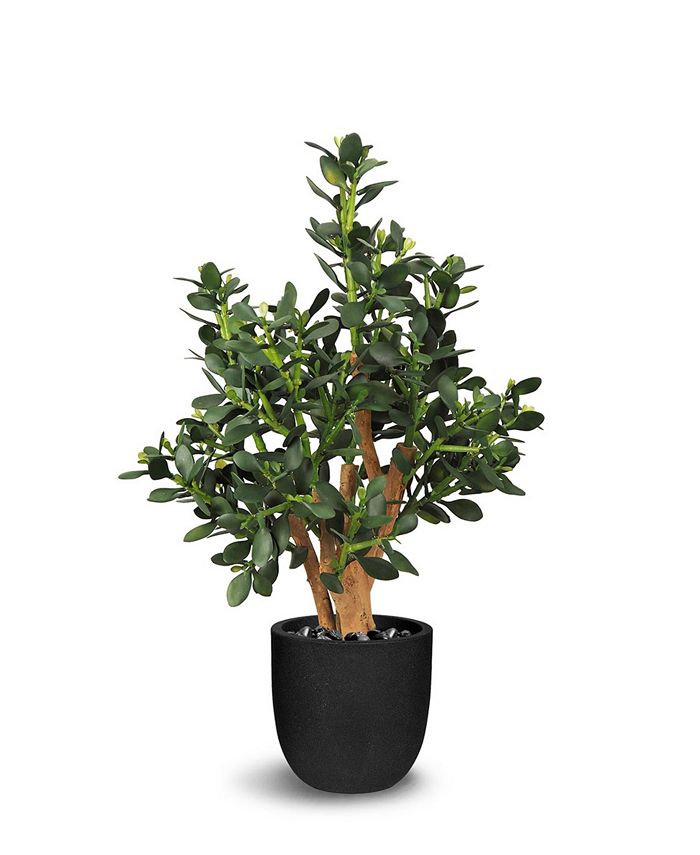 Le Present Artificial Jade Plant 23.6" - Macy's