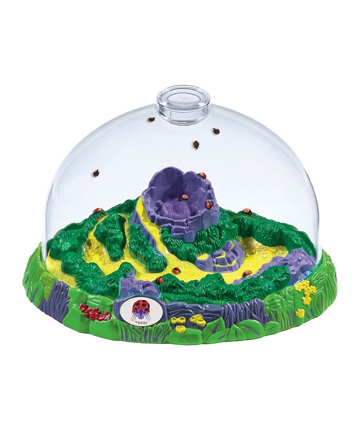 Insect Lore STEM Educational Ladybug Life Cycle Growing Kit - Macy's