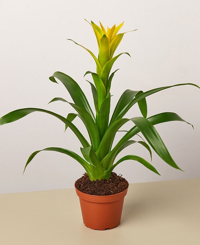 House Plant Shop Yellow Guzmania Bromeliad Live Plant, 4" Pot - Macy's