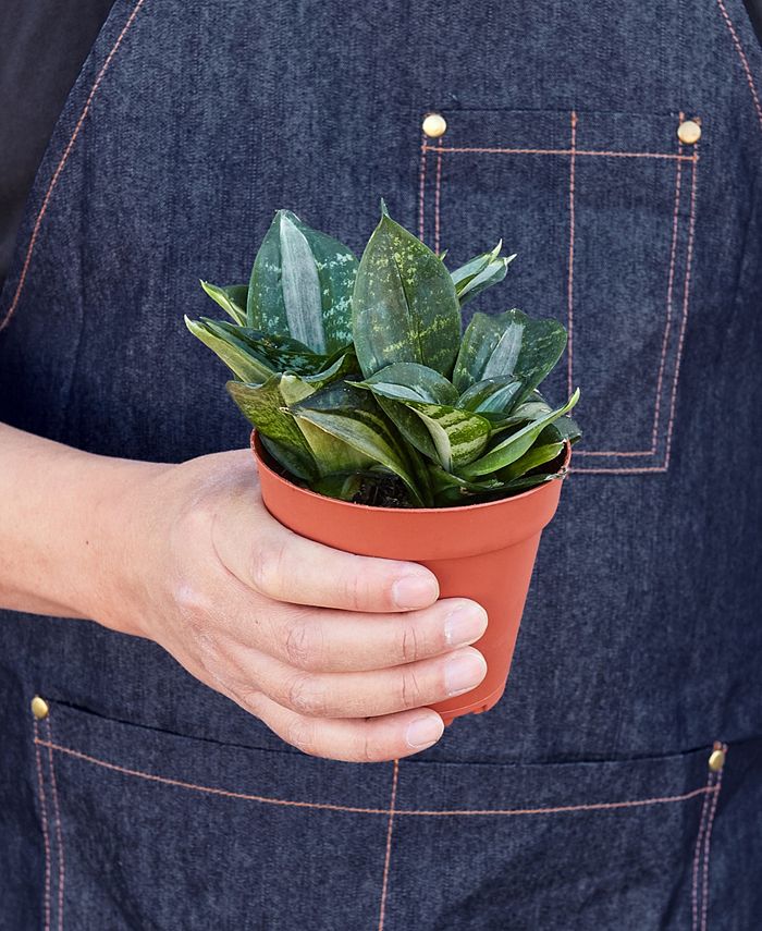 House Plant Shop Snake Plant Silver Streak Live Plant, 4" Pot - Macy's