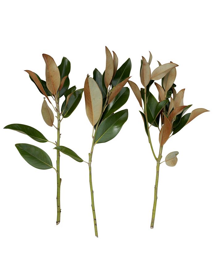 Magnolia Supply Co Fresh Magnolia Bundle - Macy's