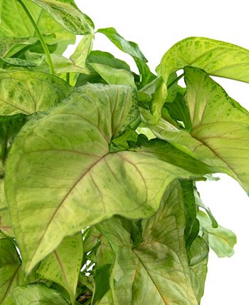 National Plant Network Syngonium Bold Allusion Live Plant, 4" Pot, 3 ...