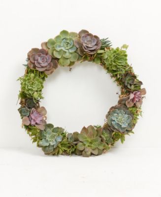 Lively Root Fresh Live Succulent Fully Covered Wreath, 18" - Macy's