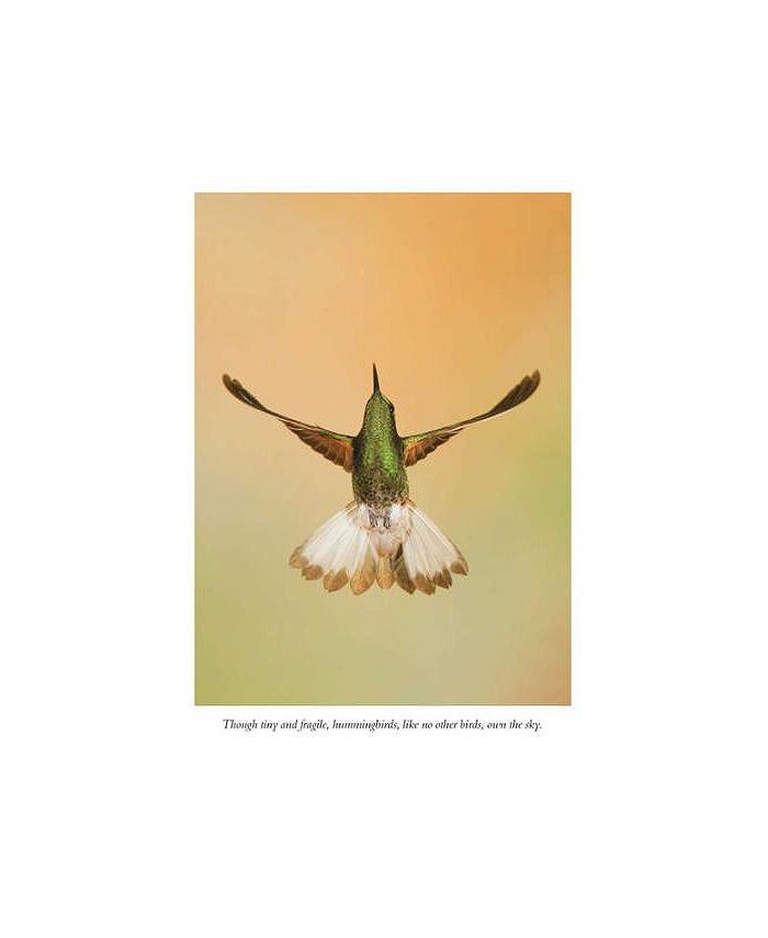 Barnes & Noble The Hummingbirds' Gift - Wonder, Beauty, and Renewal on ...