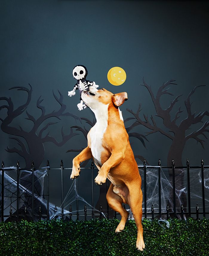 BarkBox Grim Squeaker Plush Skeleton Dog Toy - Macy's