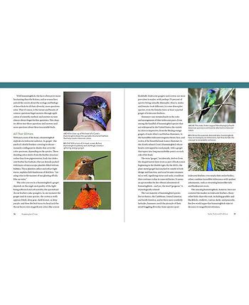 Barnes & Noble The Hummingbird Handbook - Everything You Need to Know ...