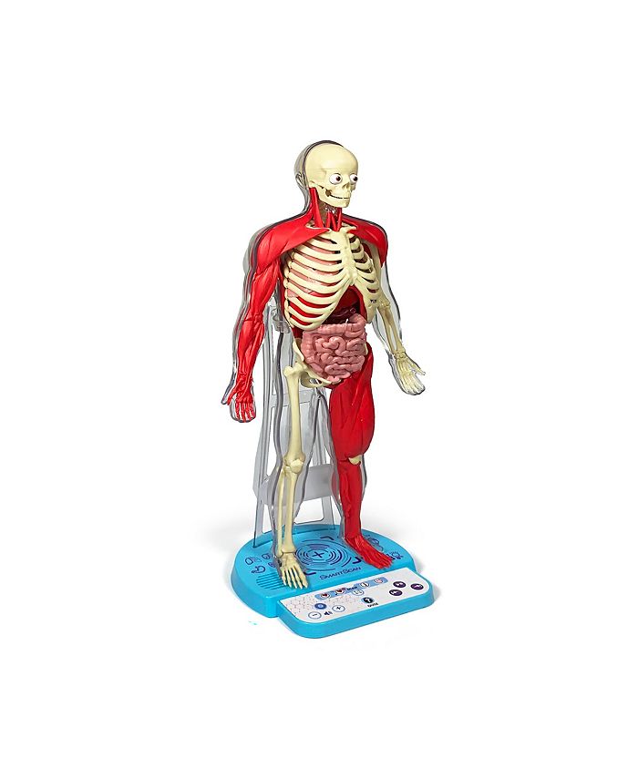 SmartLab Toys Ultimate Squishy Human Body Lab with Smartscan Technology ...