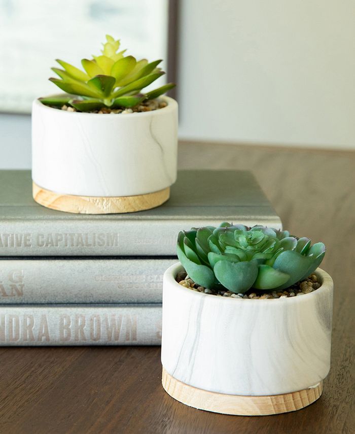 Flora Bunda Succulent in Base Set, 2 Piece - Macy's