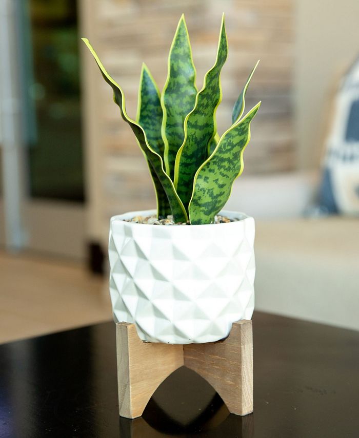 Flora Bunda Snake Plant in Ceramic Pot on Stand, 12.5" - Macy's
