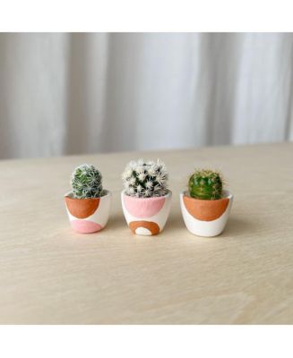 Sonora Mini Cactus Collection - Macy's