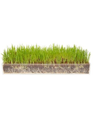 Window Garden Organic Wheatgrass Grow n Serve Kit- Plant an Amazing ...