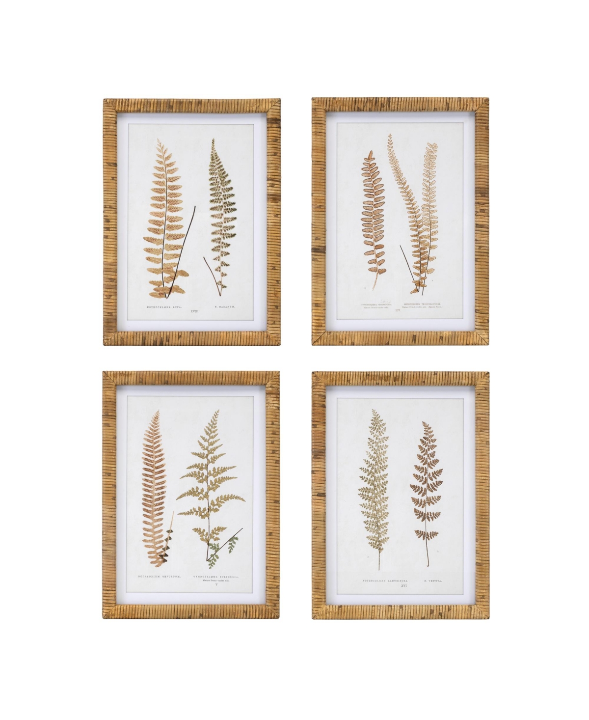 Click here for Slickblue Framed Fern Print for Lush Wall Art and... prices
