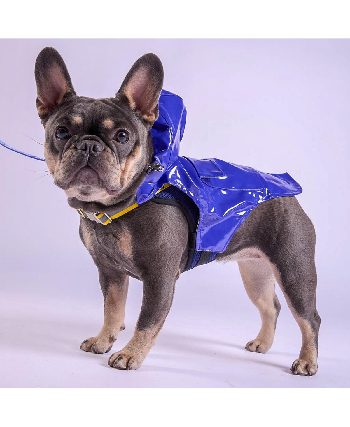 Click here for Tommy Bahama Pet Raincoat & Apparel Harness - Blue... prices