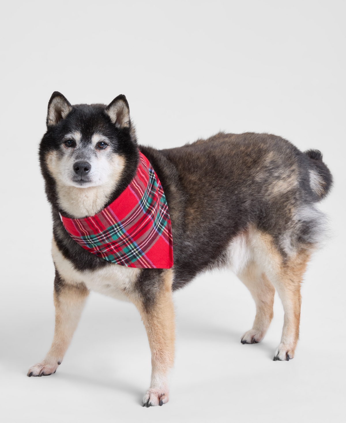 Click here for Holiday Lane Brinkley Plaid Pet Bandana  Macys Exc... prices