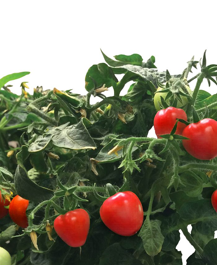 AeroGarden Mighty Mini Cherry Tomatoes 3-Pod Refill Kit & Reviews ...