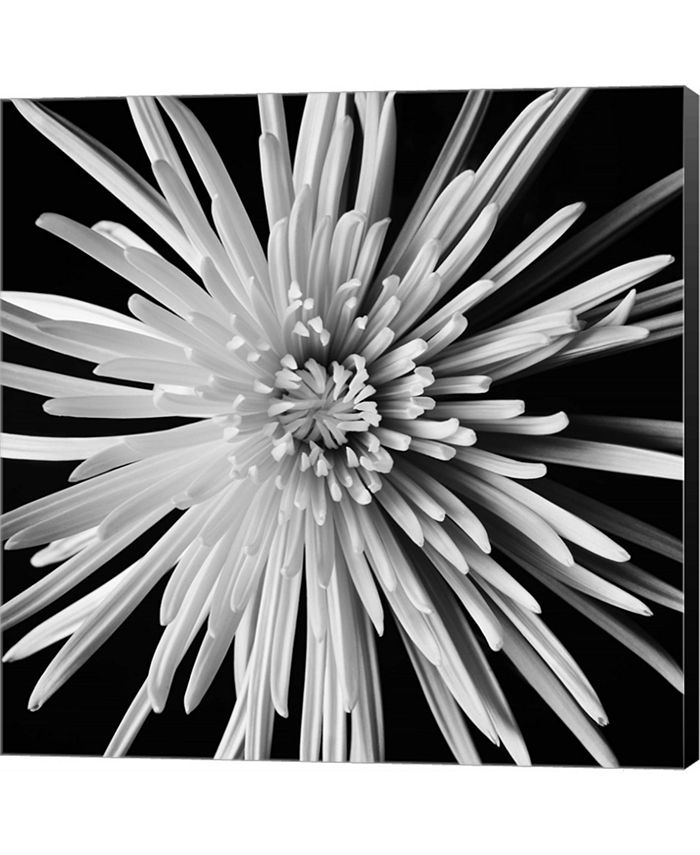 Metaverse Spider Mum by Michael Harrison Canvas Art - Macy's