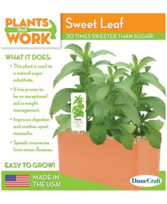 Sweet Leaf Plant Kit - Macy's