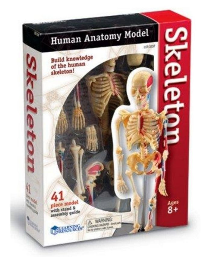 Learning Resources Skeleton Model - Macy's