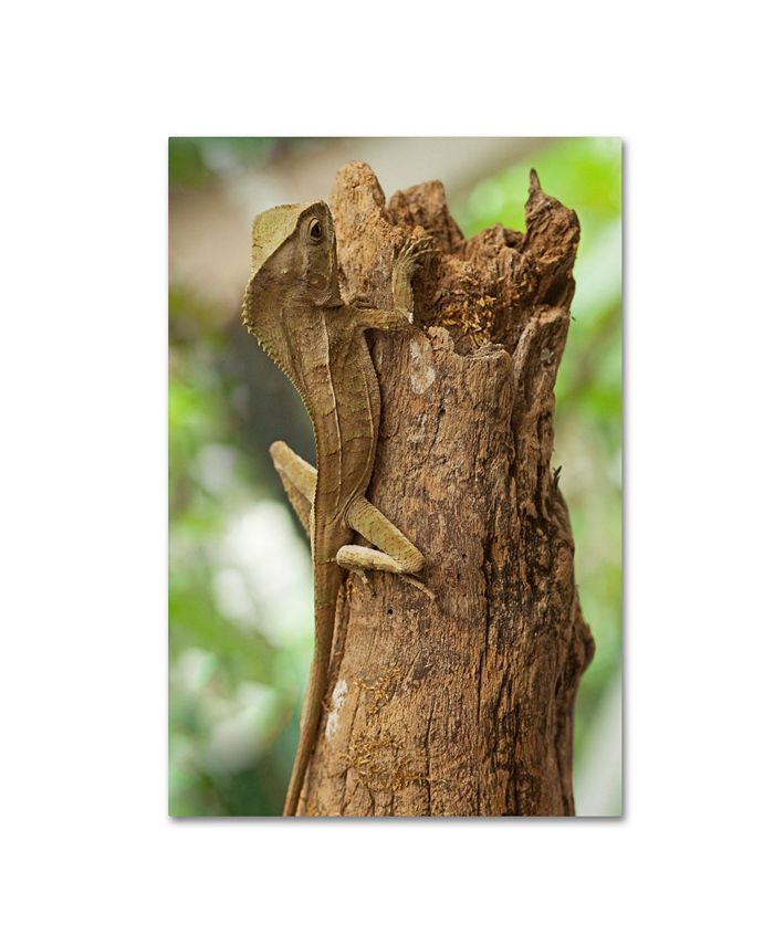 Trademark Global Robert Harding Picture Library 'Lizards 3' Canvas Art ...