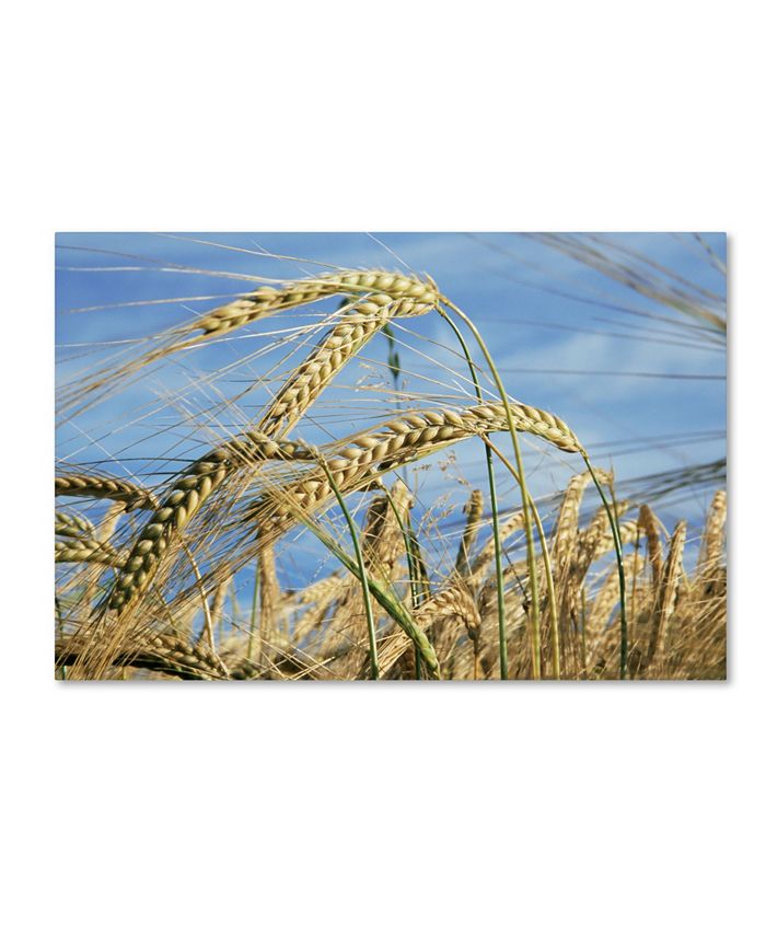 Trademark Global Robert Harding Picture Library 'Tall Plants' Canvas ...