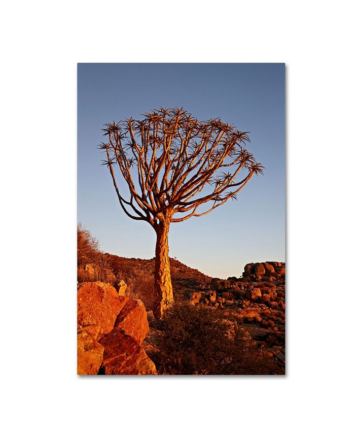 Trademark Global Robert Harding Picture Library 'Tall Tree' Canvas Art ...