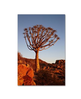 Robert Harding Picture Library 'Tall Tree' Canvas Art - 24" x 16" x 2 ...