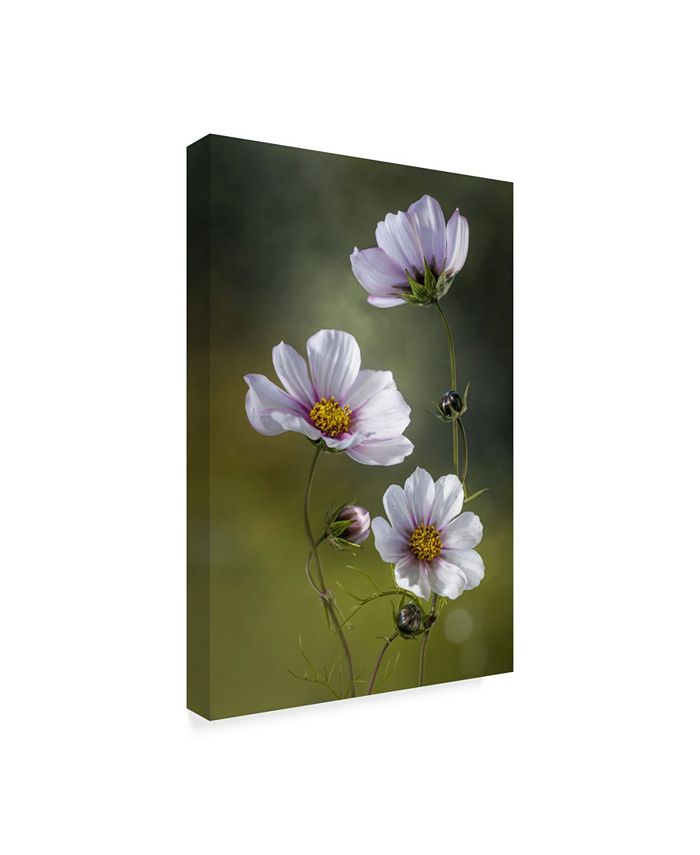 Trademark Global Mandy Disher 'The White Cosmos' Canvas Art - 16" x 2 ...