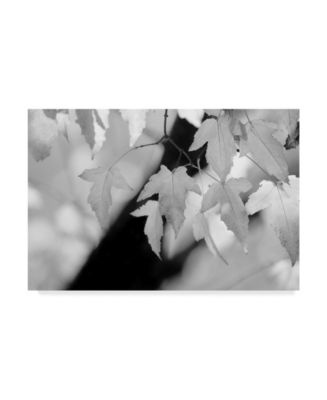 Nicholas Bell Photography 'Leaves And Light' Canvas Art - 32" x 22 ...