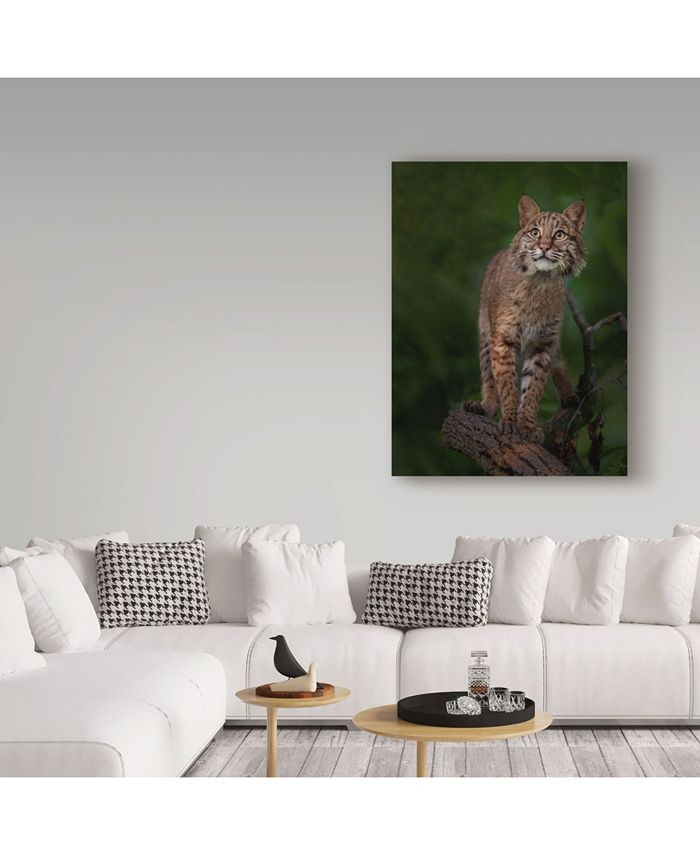 Trademark Global Galloimages Online 'Bobcat Poses On Tree Branch 1 ...