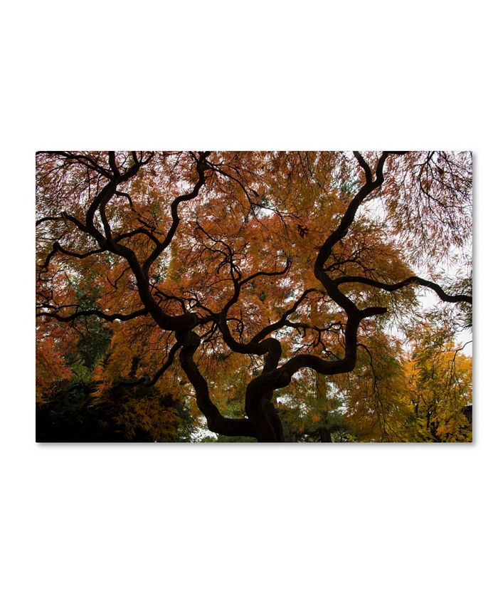 Trademark Global Kurt Shaffer 'Brilliant Japanese Maple Abstract ...