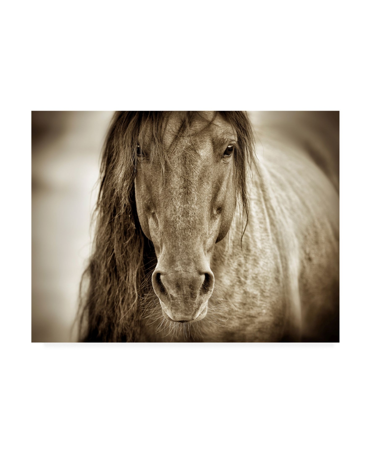 Click here for Lisa Dearin Mustang Sally Horse Canvas Art - 19.5... prices