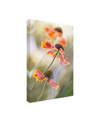 Trademark Global Mandy Disher Helenium Pink Flowers Canvas Art - 20" x ...