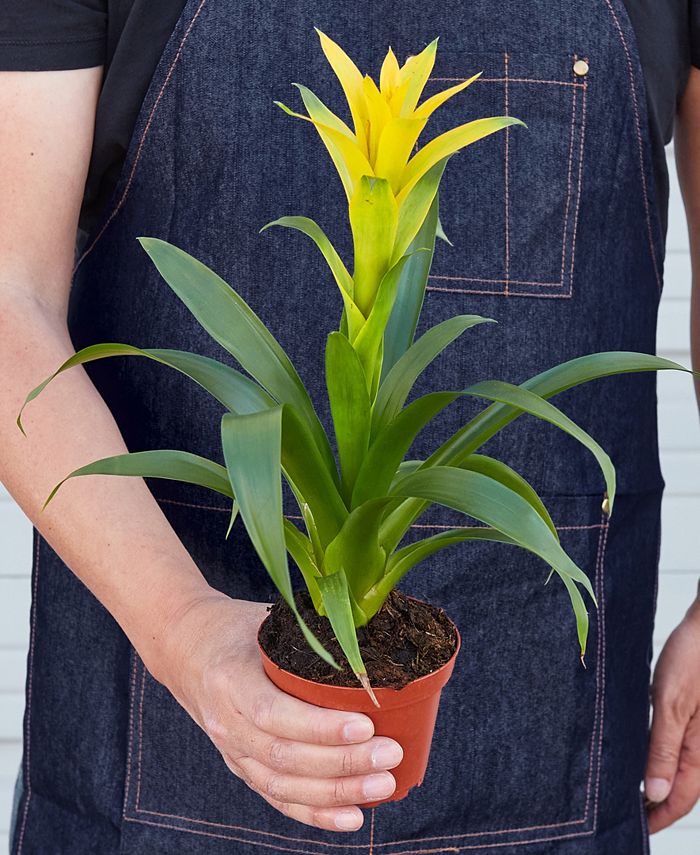 House Plant Shop Yellow Guzmania Bromeliad Live Plant, 4" Pot - Macy's