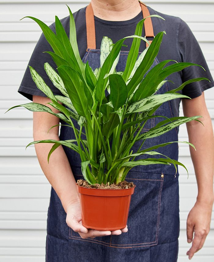 House Plant Shop Chinese Evergreen 'Cutlass' Live Plant, 6" Pot - Macy's