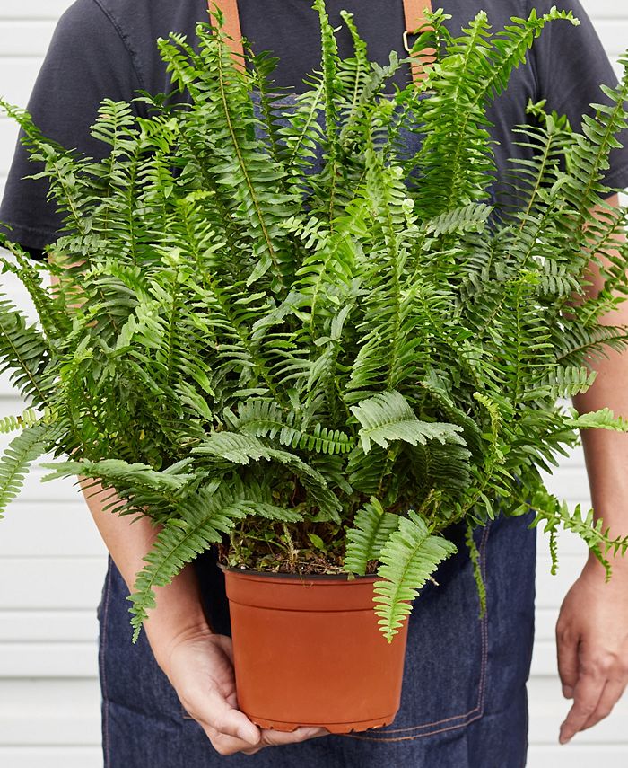 House Plant Shop Jester's Crown Fern Live Plant, 6" Pot - Macy's